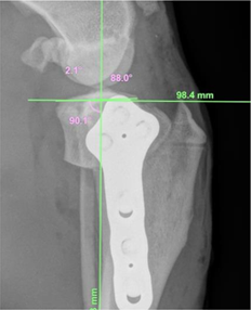 Knee Surgery – TPLO (Tibial Plateau Leveling Osteotomy) – Pet ...